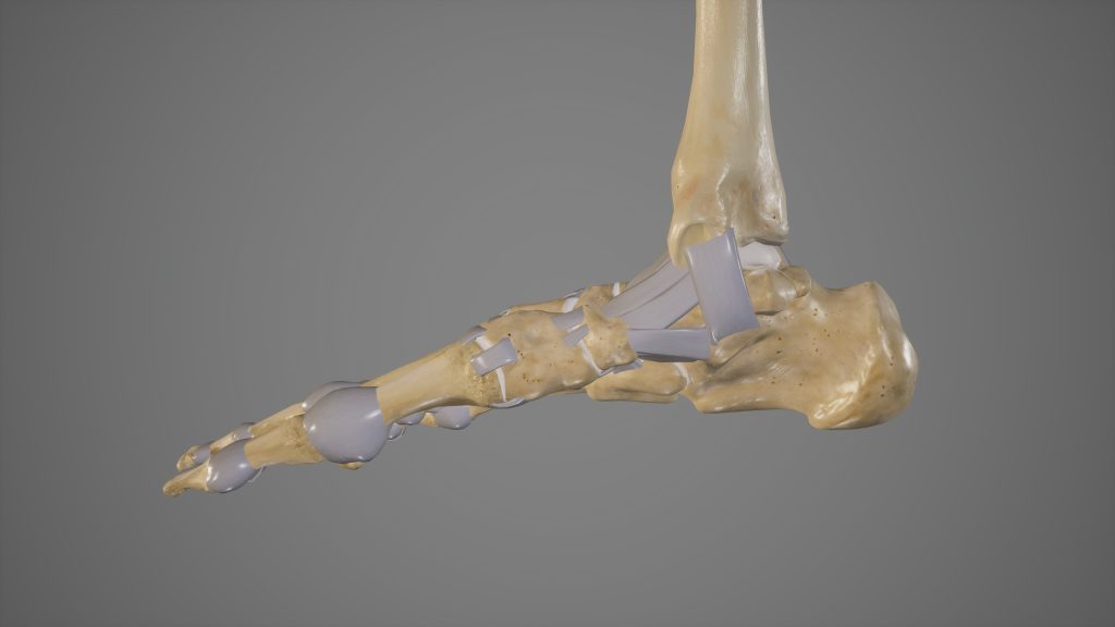 The Deltoid Ligament - Rehab 49
