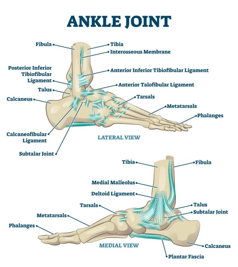 Your Guide to Understanding Lateral Ankle Sprains - Rehab 49