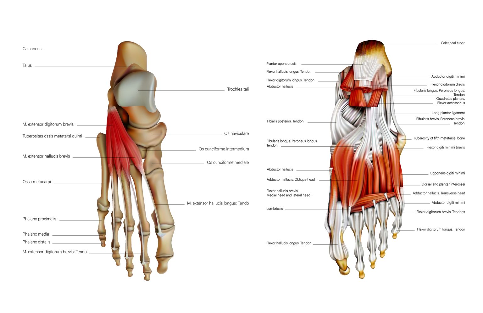Achilles Pain After Ankle Sprain - Rehab 49
