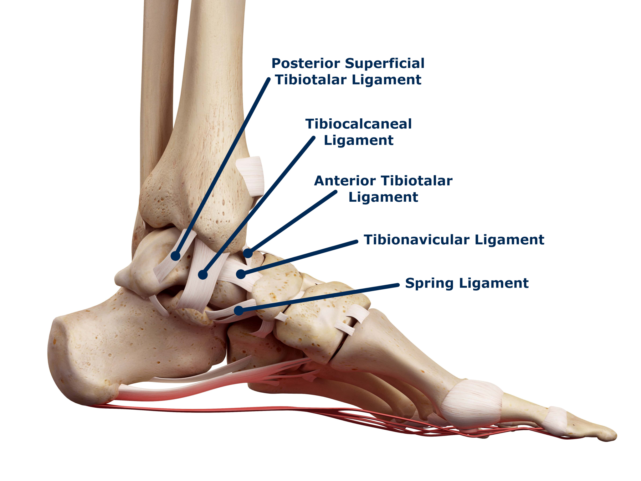 Your Guide to Understanding Medial Ankle Sprains - Rehab 49